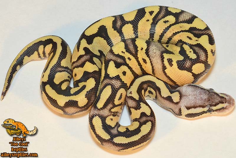 Available Ball Pythons