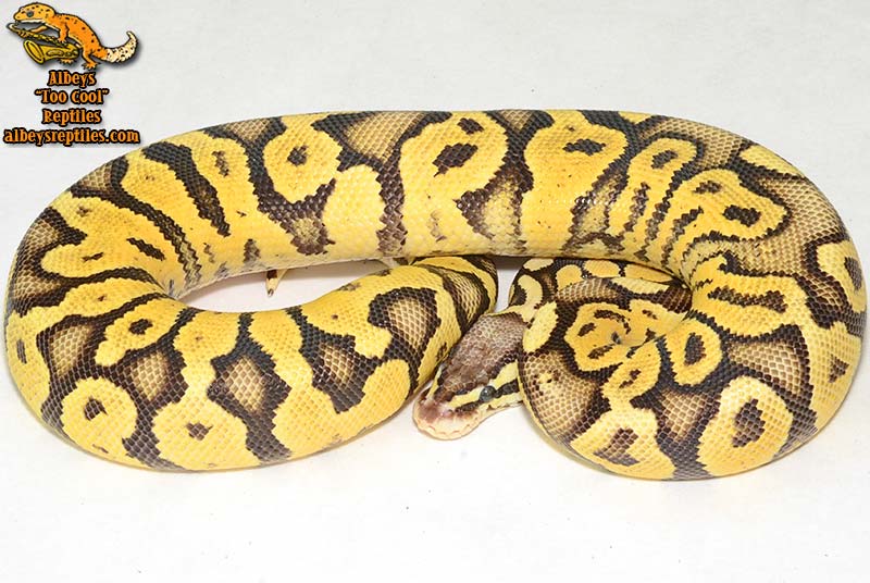 Available Ball Pythons