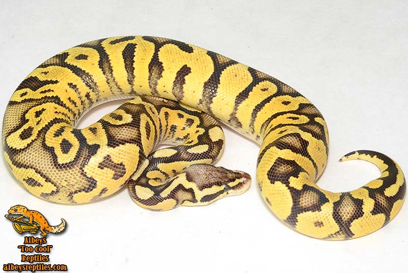 Available Ball Pythons