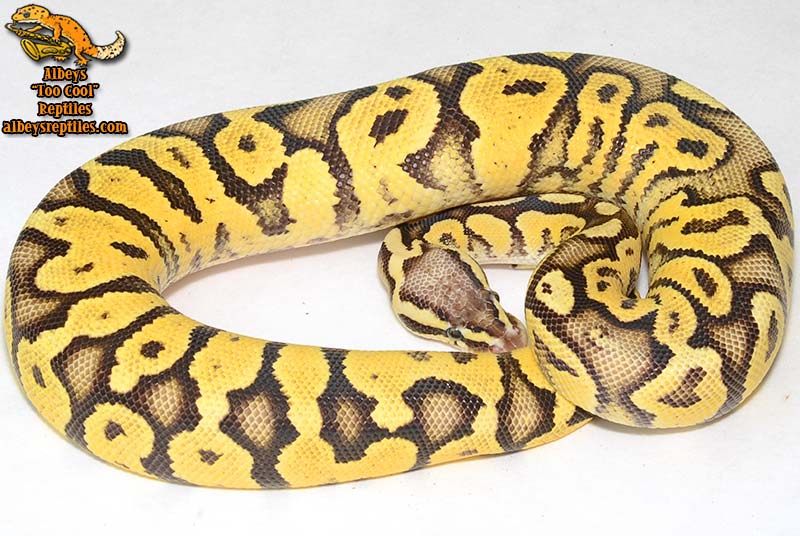 Available Ball Pythons