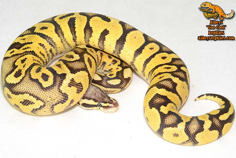 Available Ball Pythons
