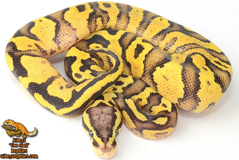 Available Ball Pythons