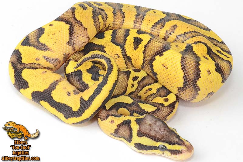 Available Ball Pythons