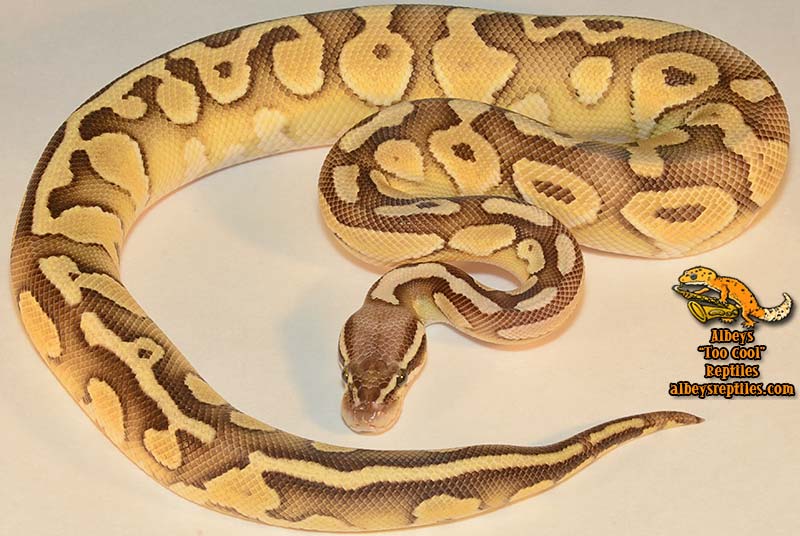 Available Ball Pythons