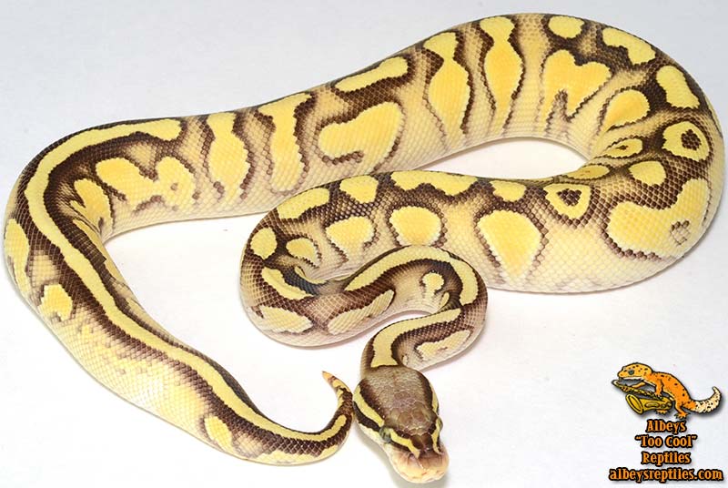 Available Ball Pythons