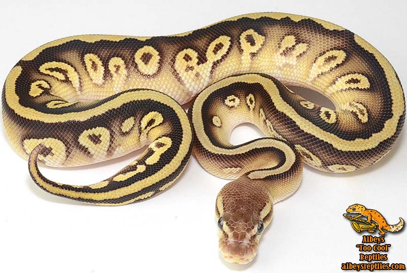 Available Ball Pythons