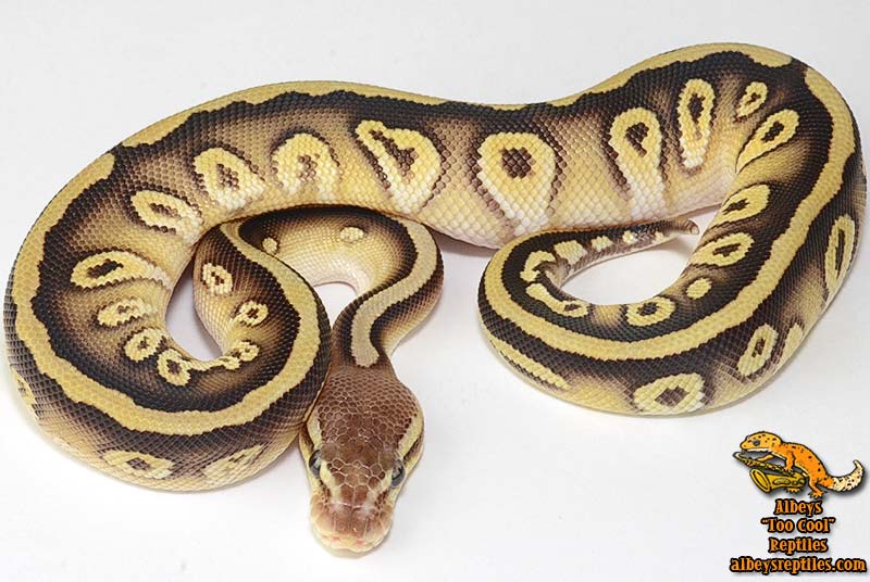 Available Ball Pythons