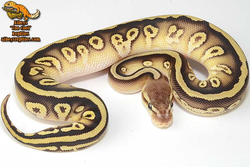 Available Ball Pythons