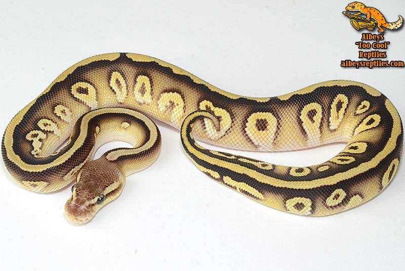 Available Ball Pythons