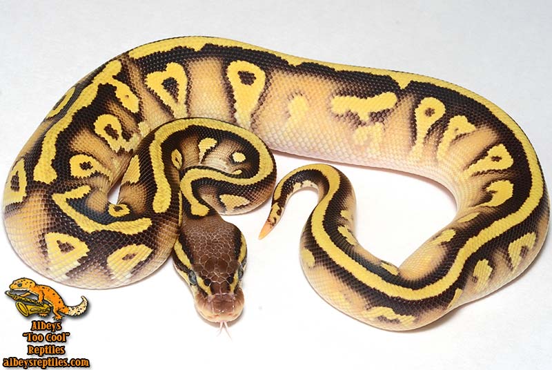 Available Ball Pythons