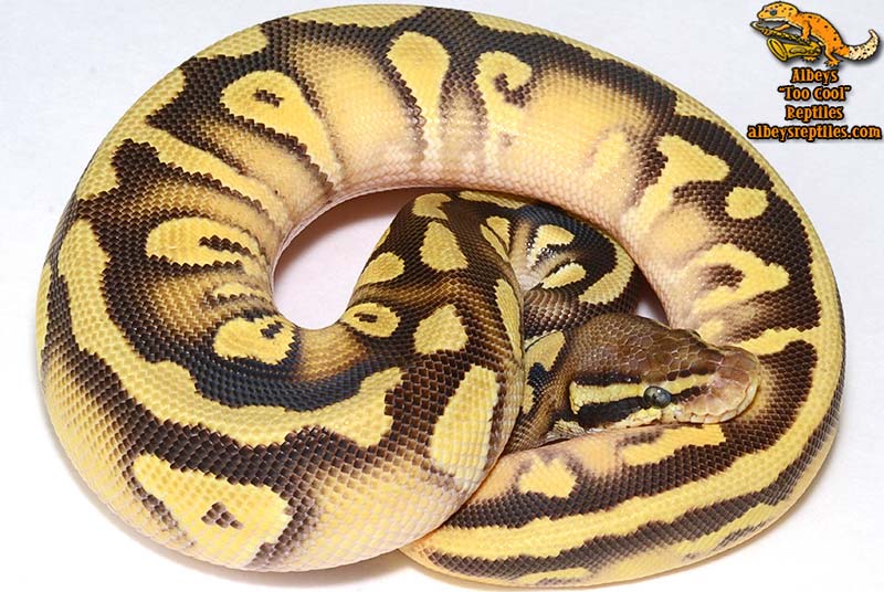 Available Ball Pythons