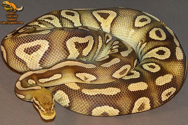 Available Ball Pythons
