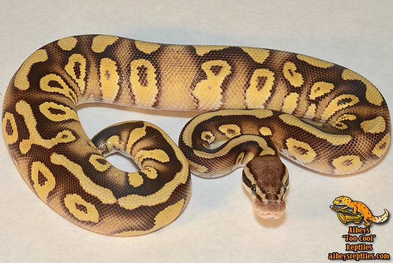 Available Ball Pythons