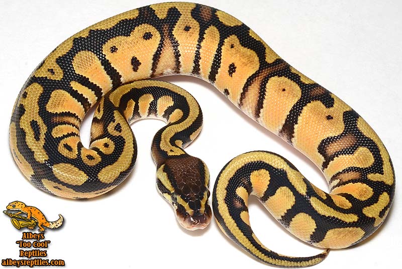 Available Ball Pythons