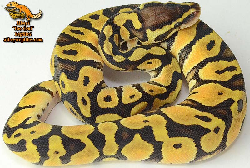 Available Ball Pythons