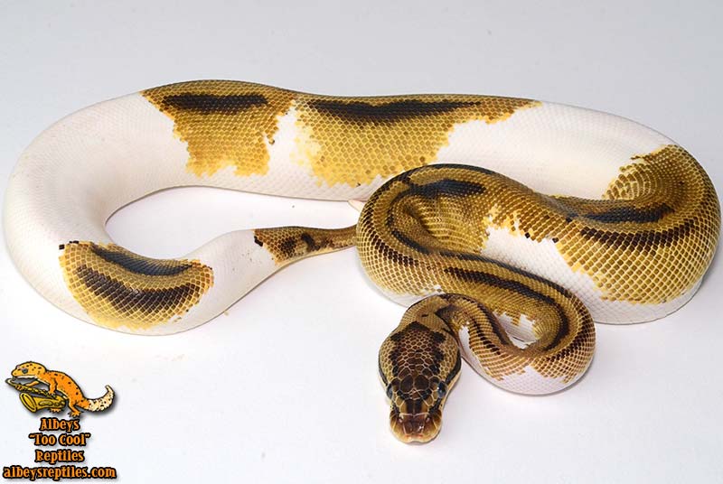 Available Ball Pythons