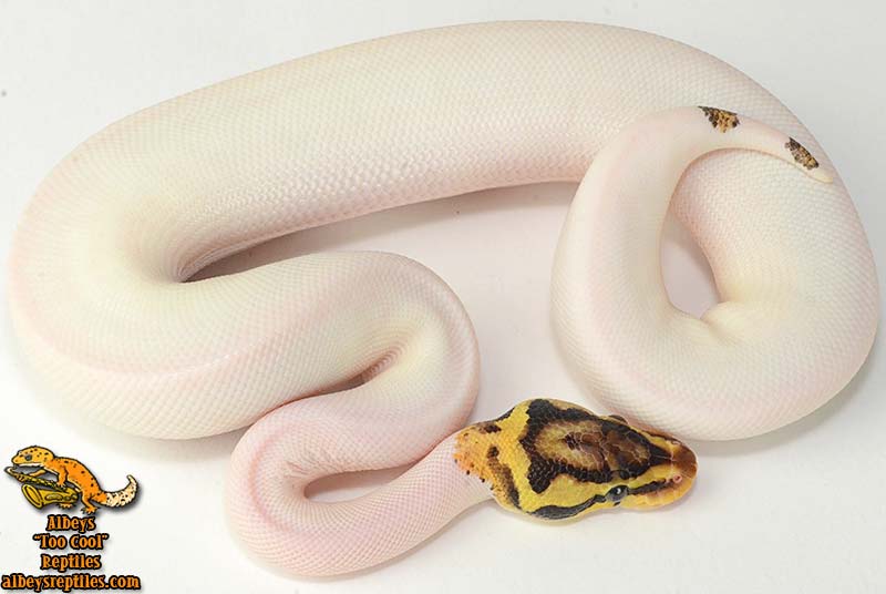 Available Ball Pythons