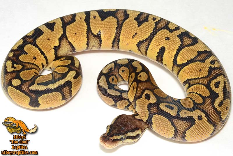 Available Ball Pythons