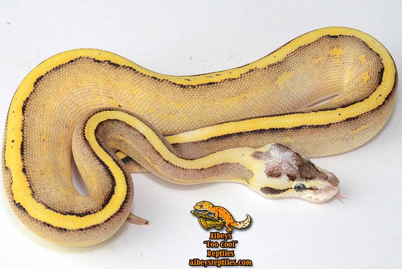 Available Ball Pythons