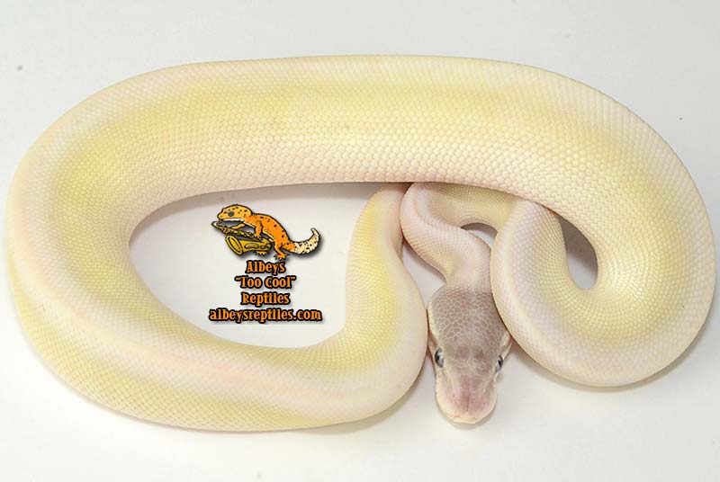 Available Ball Pythons