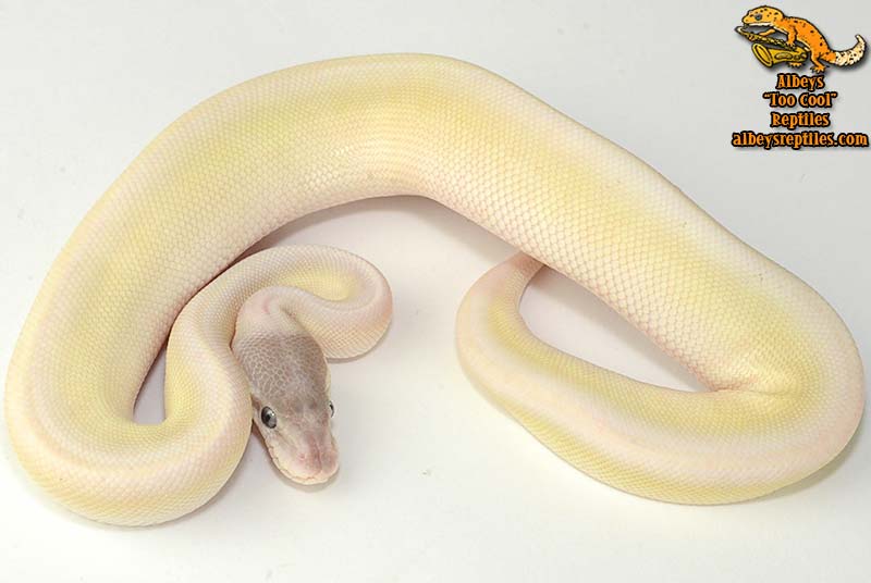 Available Ball Pythons