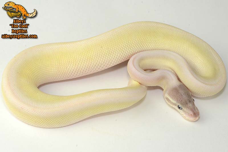Available Ball Pythons