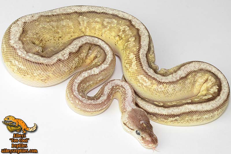 Available Ball Pythons