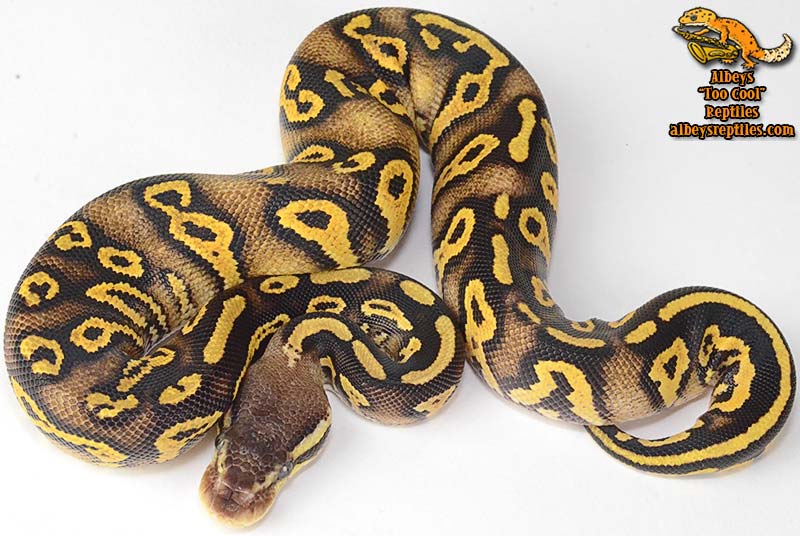 Available Ball Pythons
