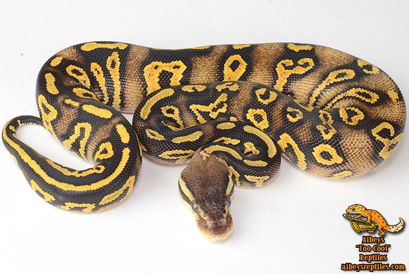 Available Ball Pythons