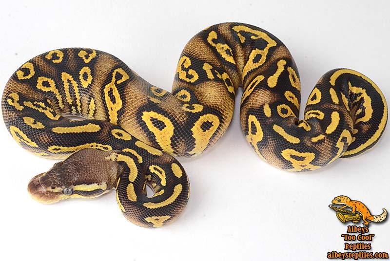 Available Ball Pythons