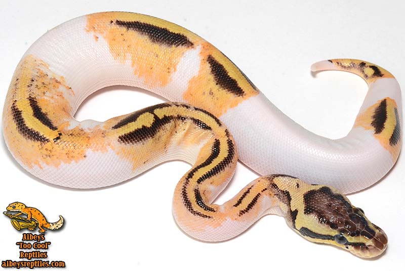 Available Ball Pythons