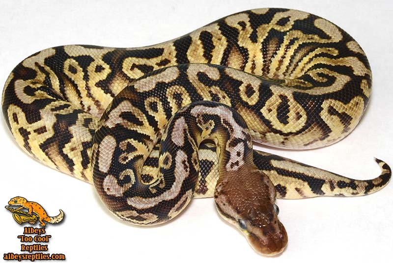 Available Ball Pythons