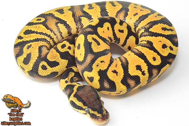 Available Ball Pythons