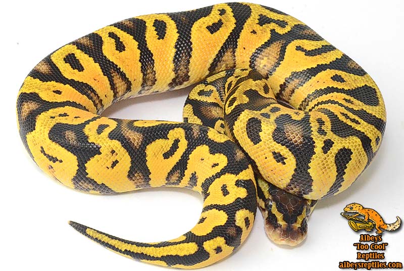 Available Ball Pythons