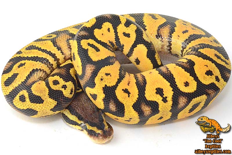 Available Ball Pythons