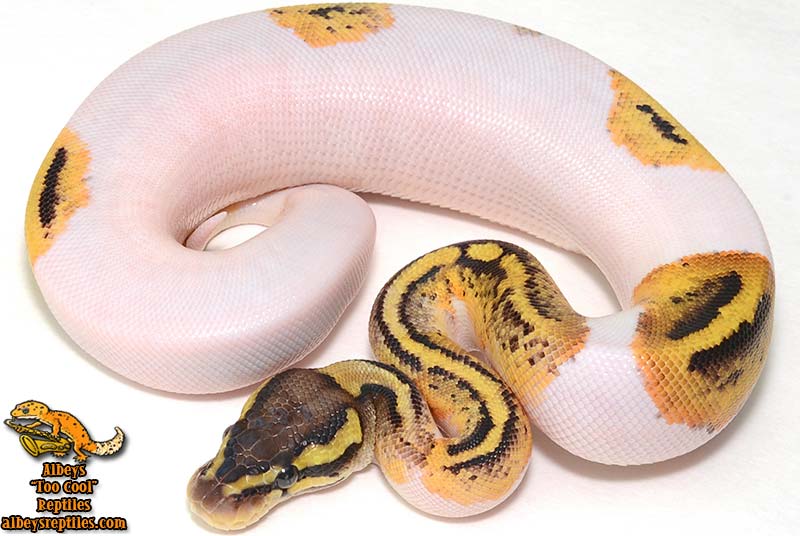 Available Ball Pythons