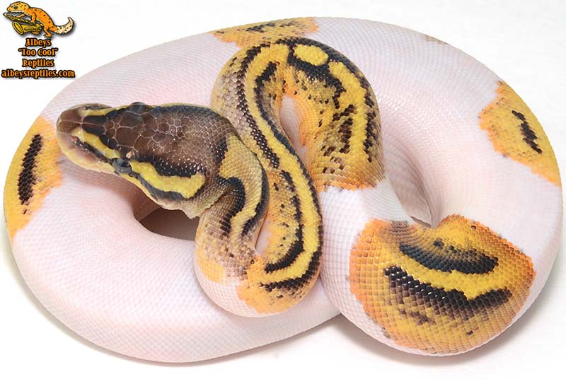 Available Ball Pythons