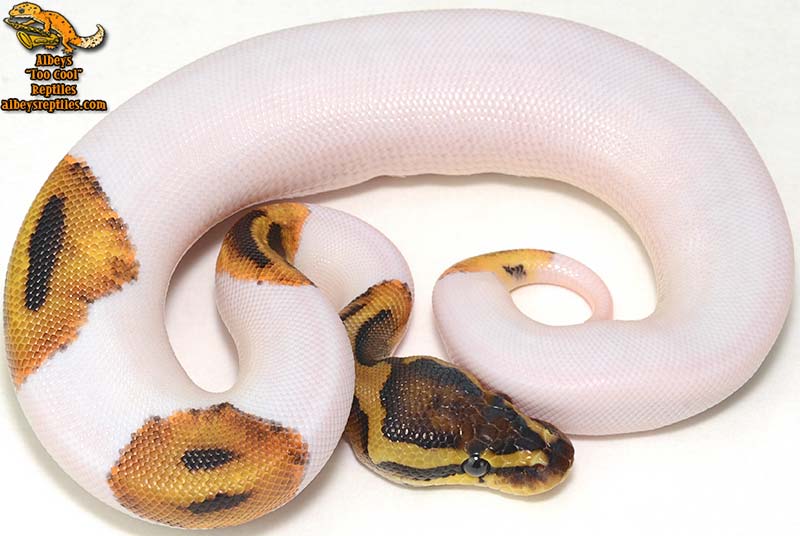 Available Ball Pythons