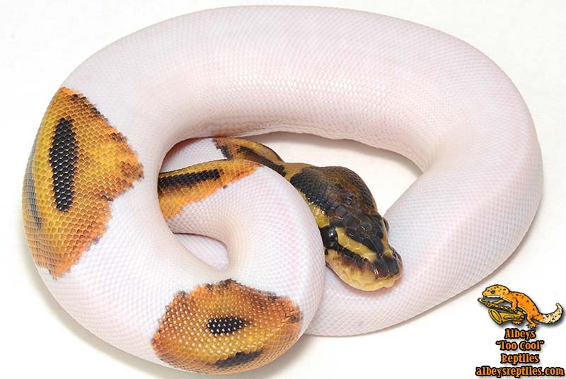 Available Ball Pythons