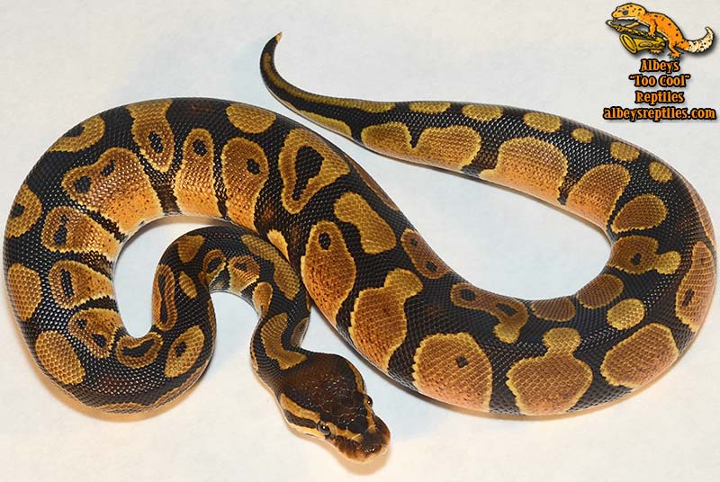 Available Ball Pythons