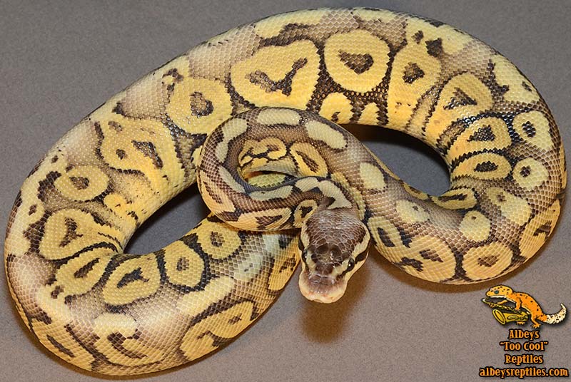 Available Ball Pythons