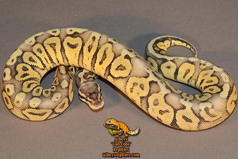 Available Ball Pythons