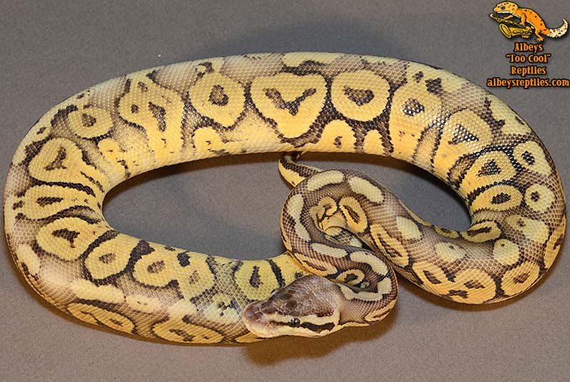 Available Ball Pythons