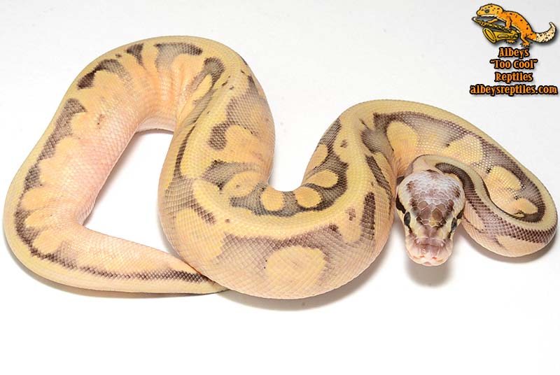 Available Ball Pythons