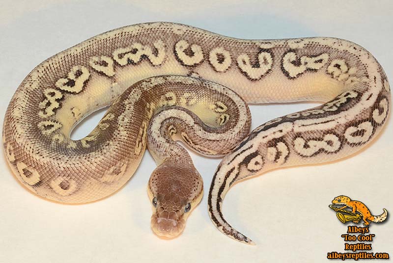 Available Ball Pythons