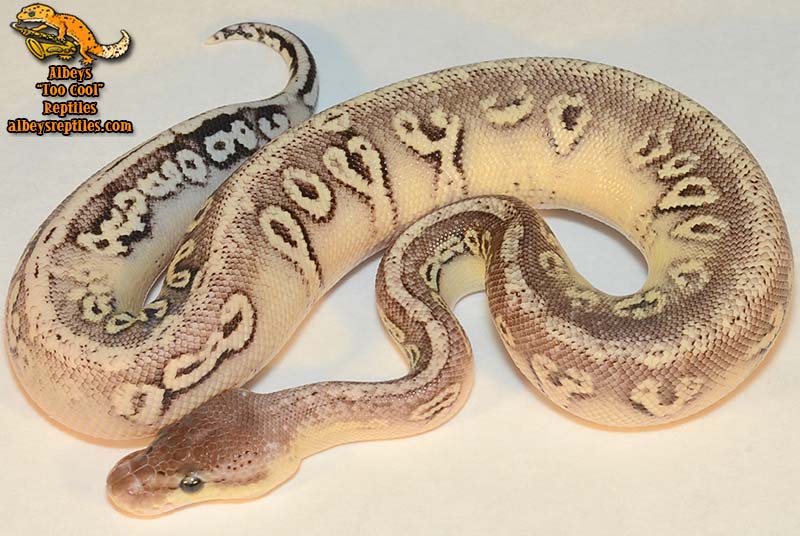 Available Ball Pythons