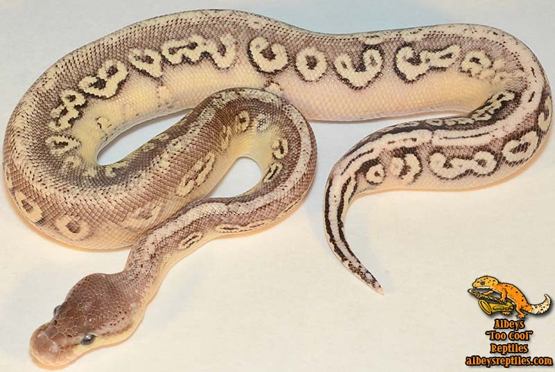 Available Ball Pythons