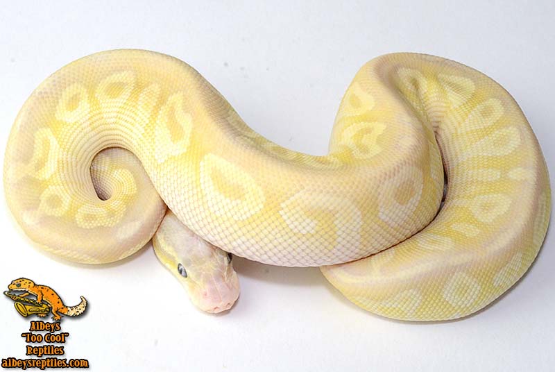 Available Ball Pythons