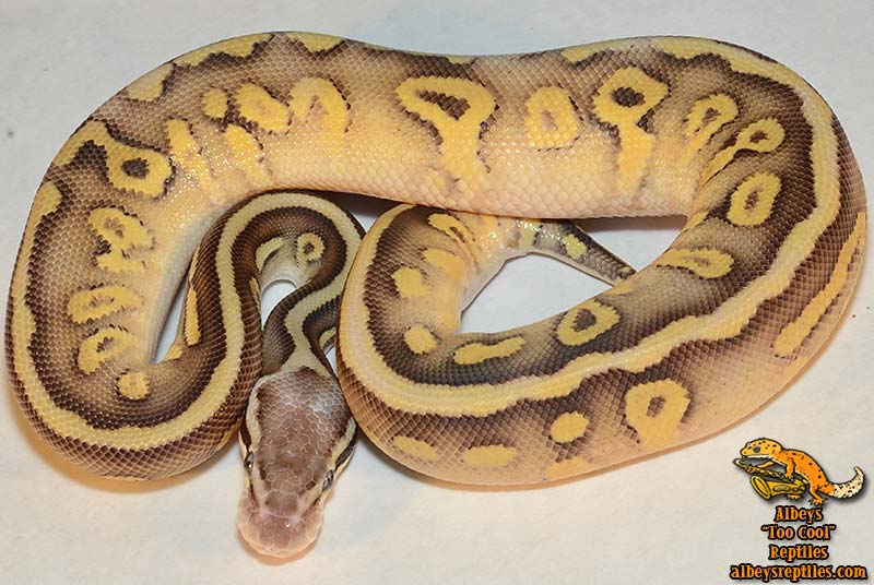 Available Ball Pythons