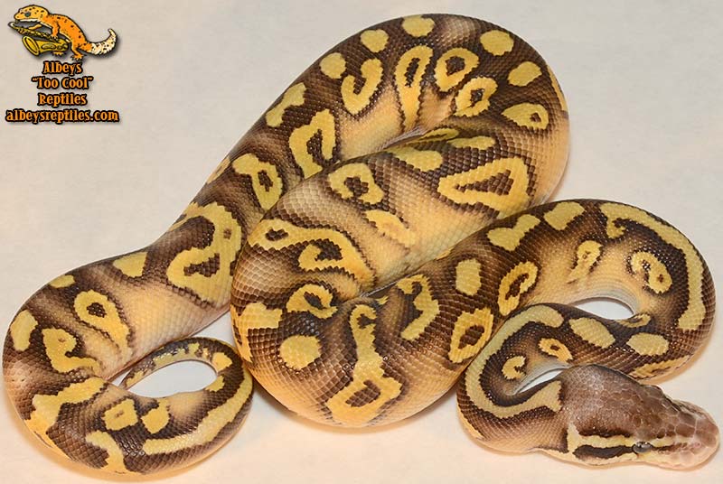 Available Ball Pythons
